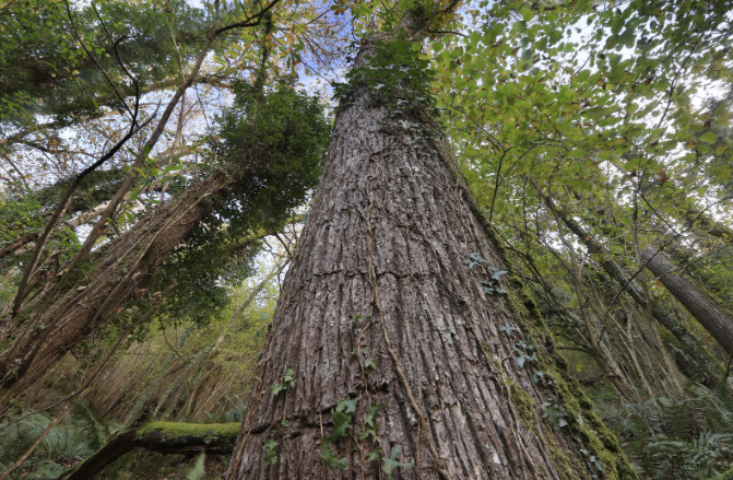 Chestnut wood and water footprint: sustainability - Siero Lam